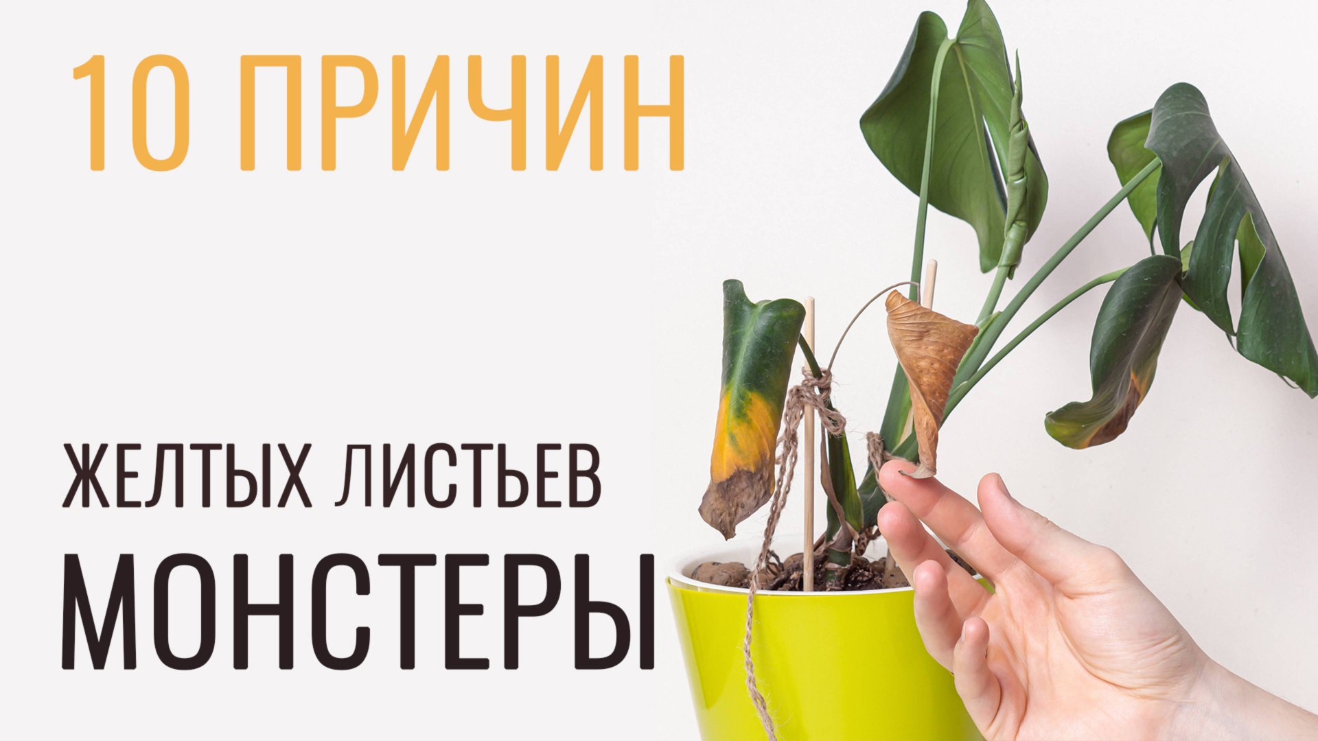 №49. Монстера. Какой нужен уход за растением, чтобы листья не желтели.