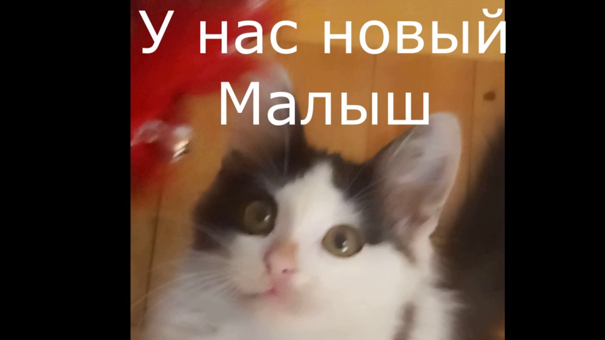 У нас новый малыш-котенок