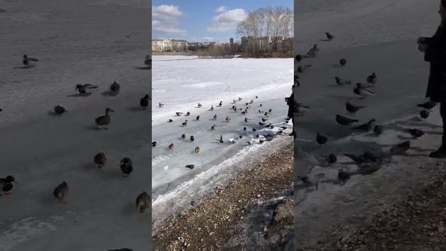 ГОЛУБИ ОТБИРАЮТ ЕДУ У БЛАГОРОДНЫХ УТОК