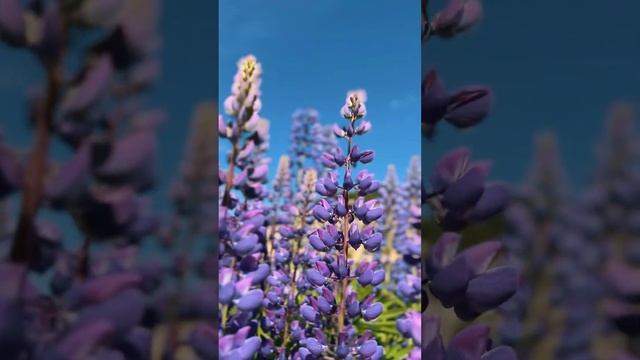 Утро в поле с люпинами