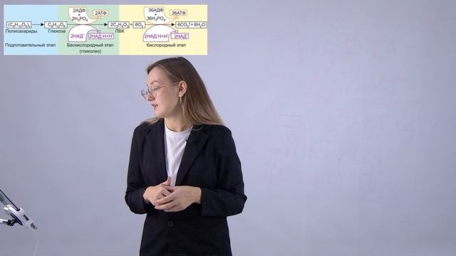 Тема 6. Энергетический обмен