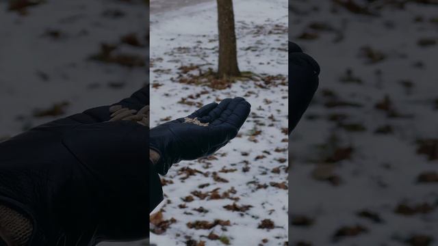 Парк Александрия, синички