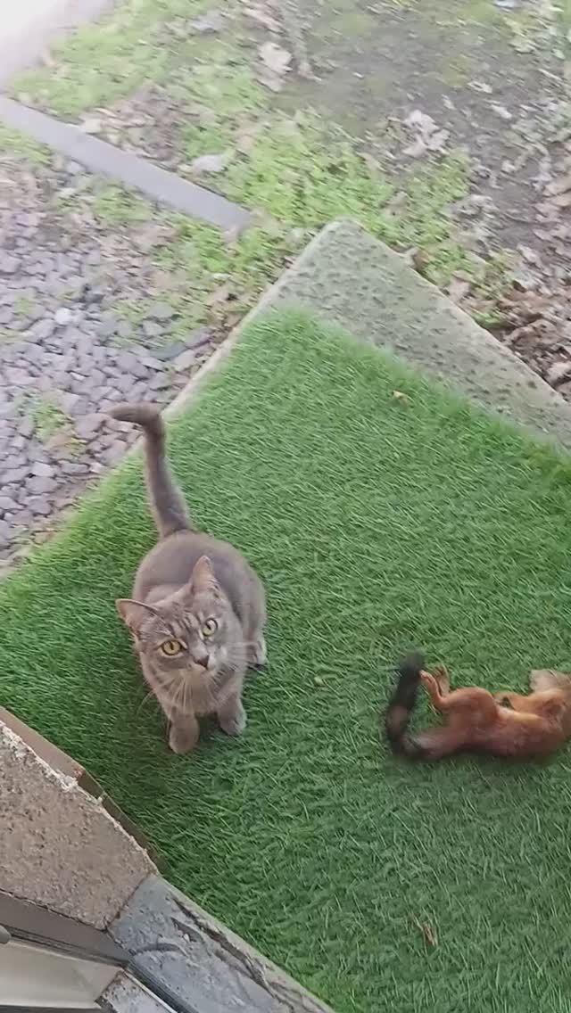 Маруся принесла добычу #кошка #кошки #кошкирулят #охота #кошечка #маруся #белка #грызуны