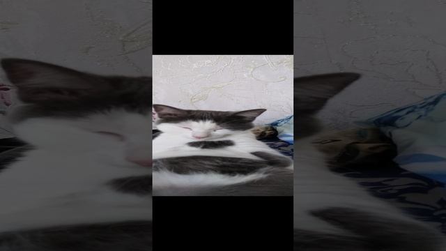 Депутат  от пушистых.