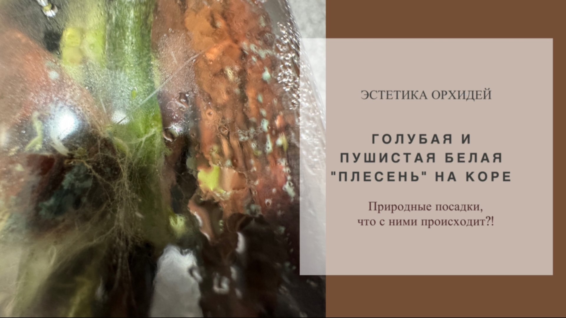 Весь комплект «плесени» в посадке🤷♀️
