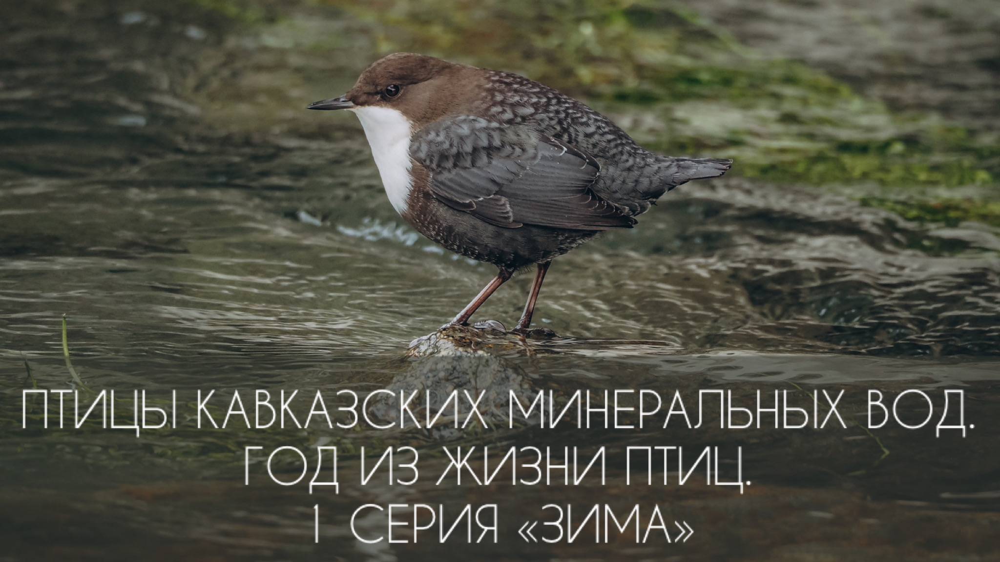 Птицы Кавказских Минеральных Вод. Год из жизни птиц. 1 серия. Зима