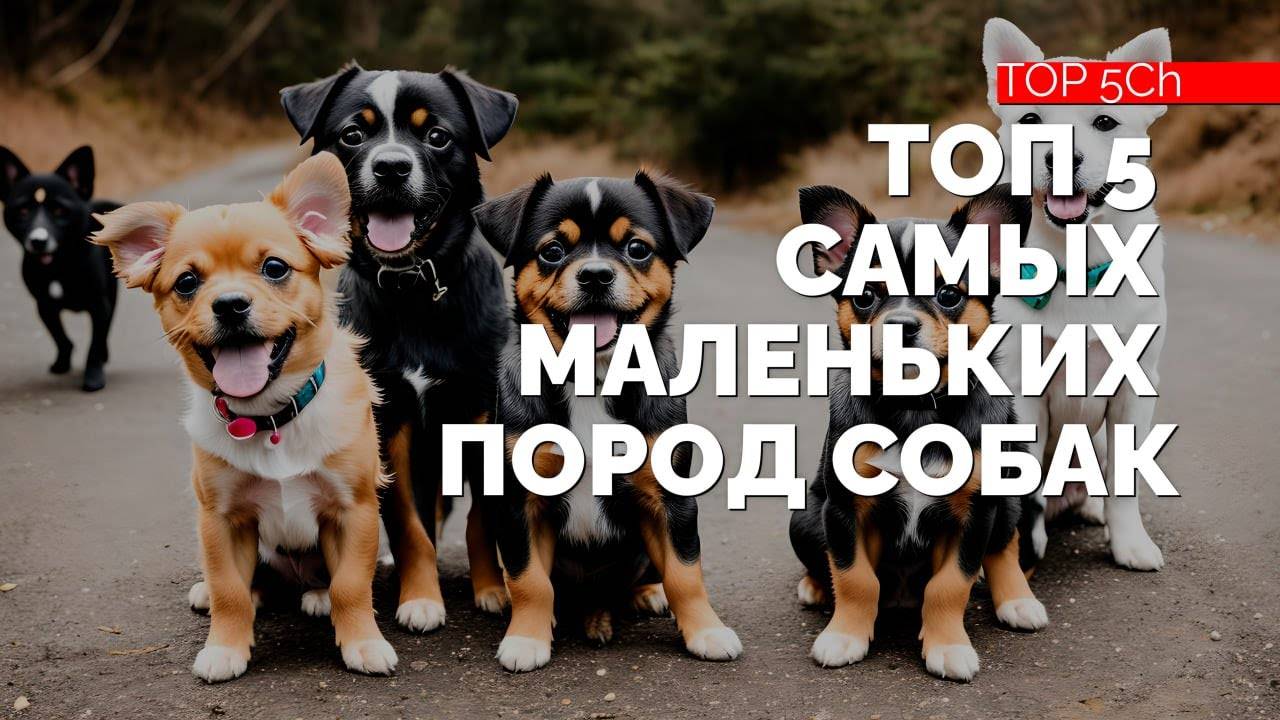ТОП 5 САМЫХ Маленьких пород собак!