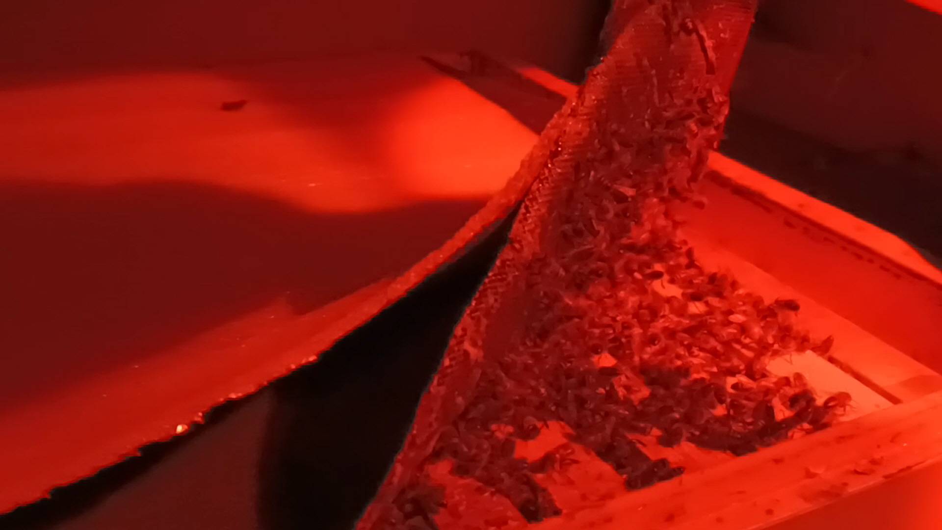 На пасеке и в омшаннике 17.11.24