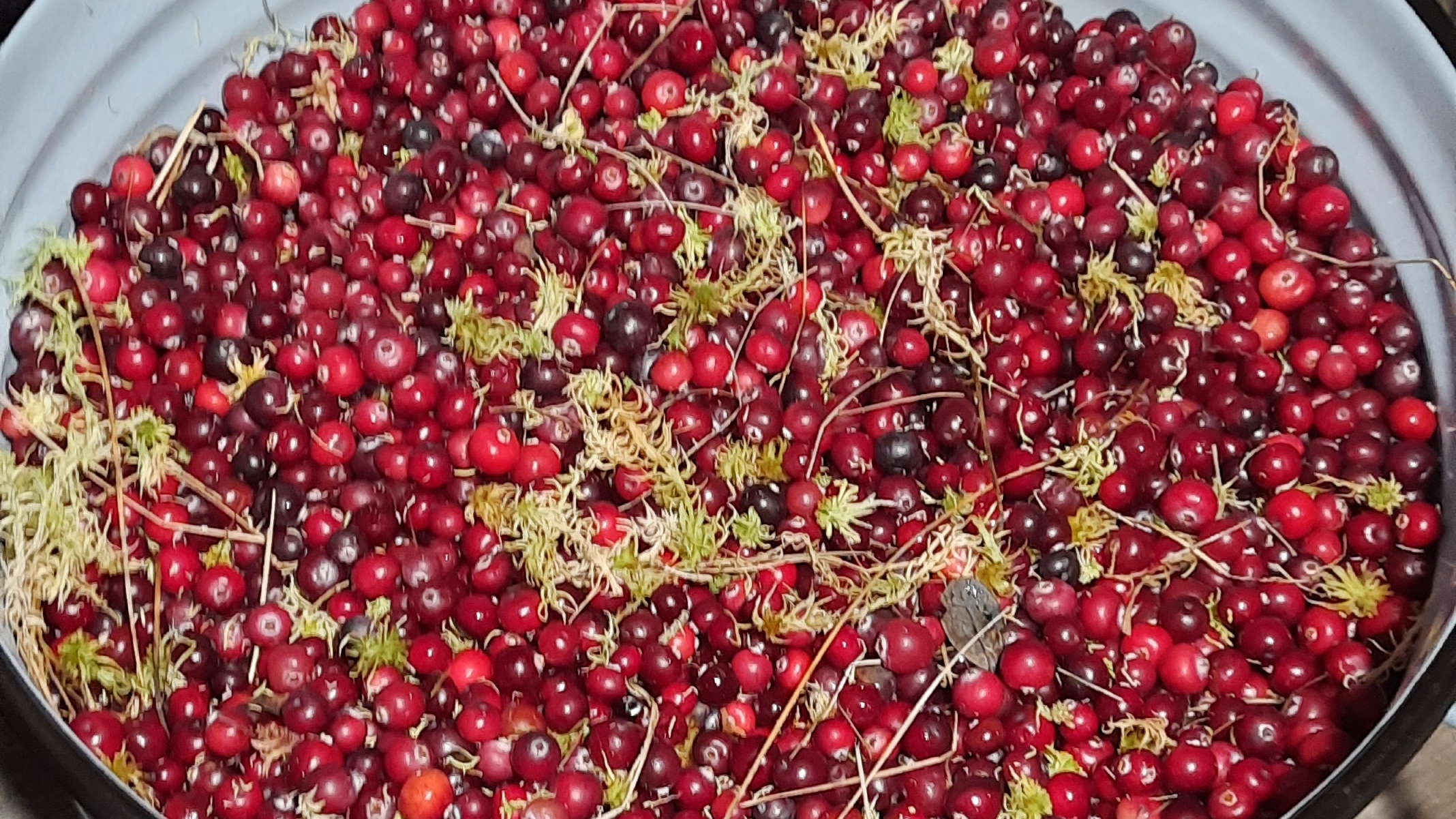 Поездка за клюквой#прогулка полесу