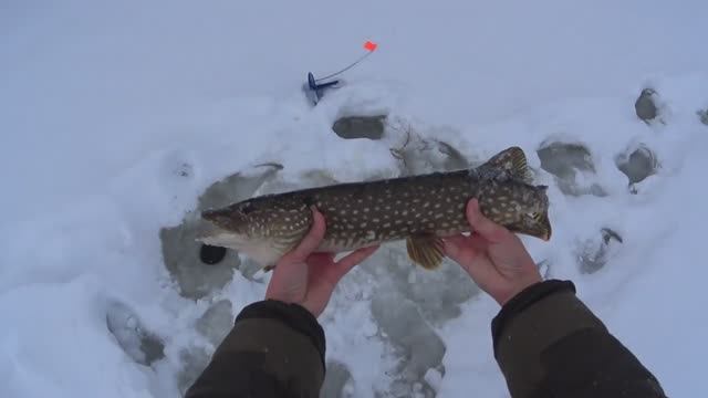 ЦЕЛЫЙ ДЕНЬ ЛОВЛЮ ЩУК НА ЖЕРЛИЦЫ. РЫБАЛКА В СИЛЬНЫЙ СНЕГОПАД!