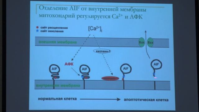 Попова Е. Н. - Структура и функция митохондрий - 9. Роль митохондрий в апоптозе
