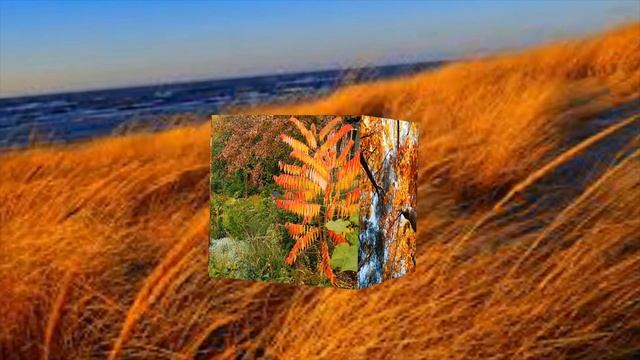 Заставки для видео🍁 Осень ❄Зима  Футажи для видео