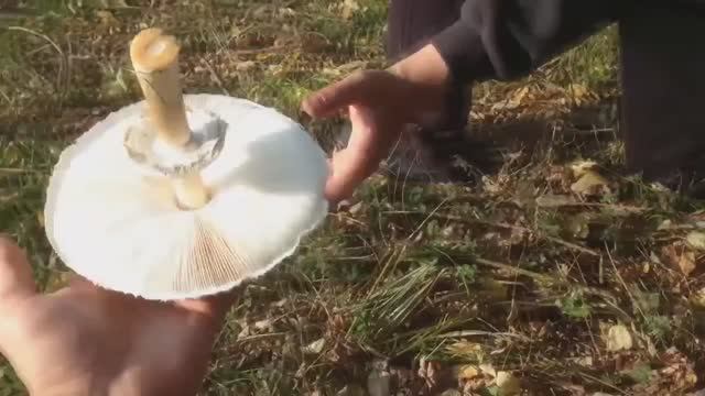 Сбор сомнительных грибов.