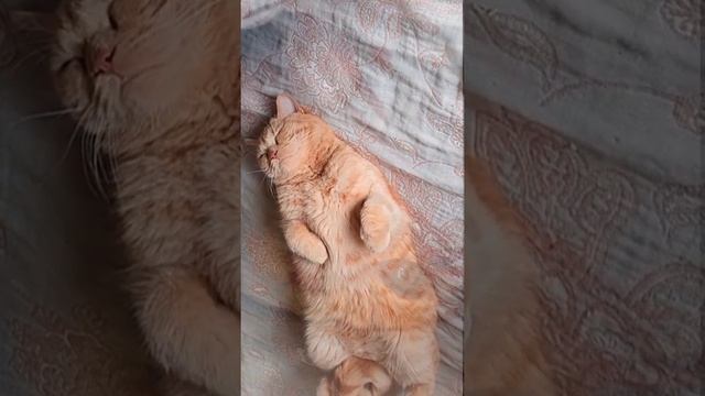 Мой котик спит!