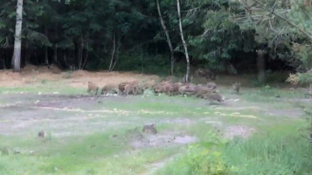 Кабаны на кормушке. Охота без оружия.