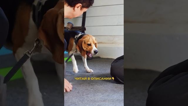 Стрижка когтей