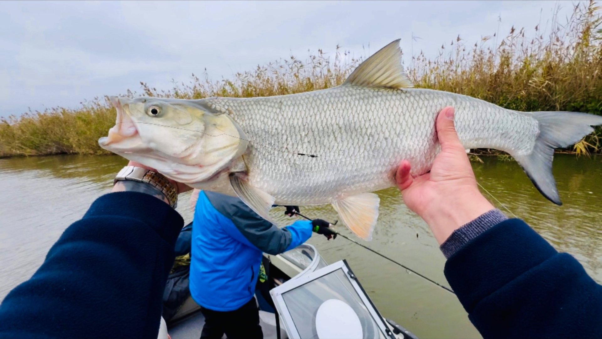 Жерех на крэнки от стенки камыша в октябре 🍂  Часть 2  🎣 рыбалка в Астрахани | Сергей Гончаров