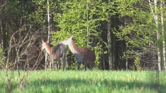 ДВА ПРИТОПА ТРИ ПРИХЛОПА И НЕМНОГО "ПОКУСАШЕК".