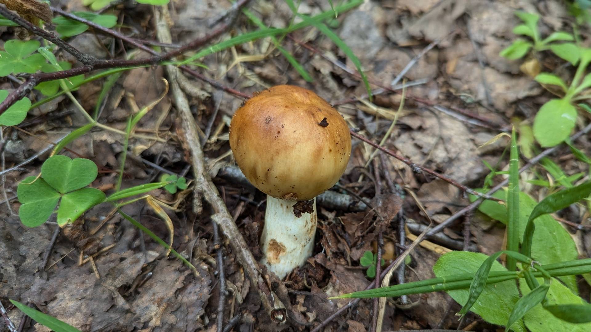 Валуй (Russula foetens). Как выглядит гриб на месте произрастания.