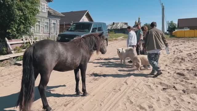 Север-2024. 04. Кузоменьские лошади