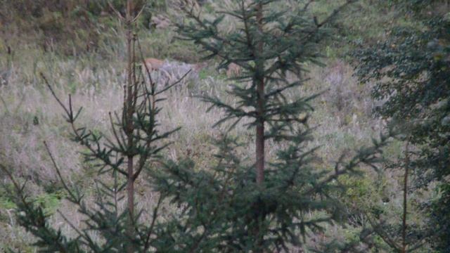 Наблюдаем за косулями.