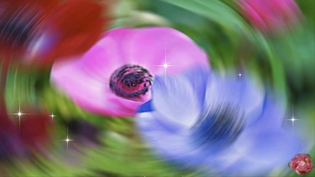 🌺Цветы в ААЕ🌼