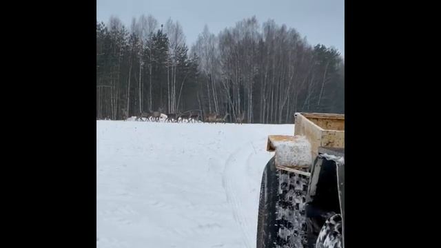 КОСУЛЯ в природе