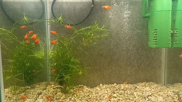 Пецилия Микки Маус красная