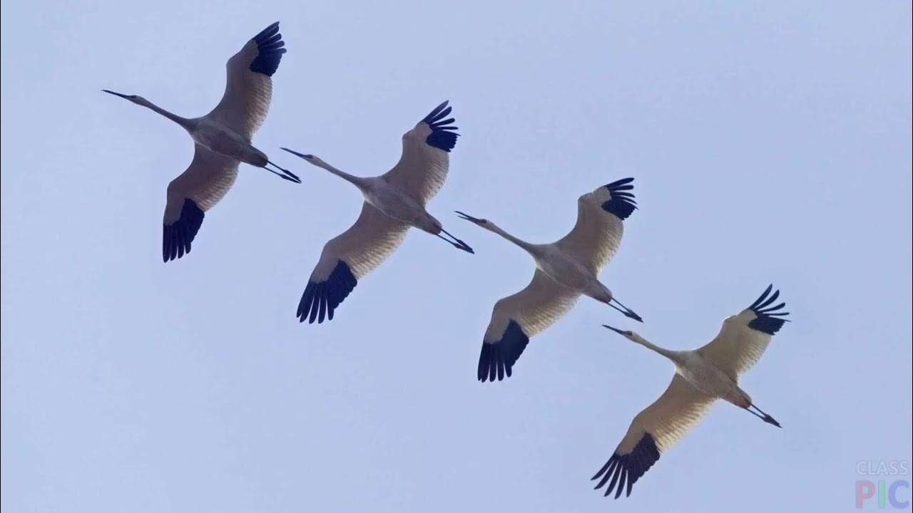 Церемония открытия Центра компетенций БАС в Технопарке РГППУ 2 ноября 2024 года.