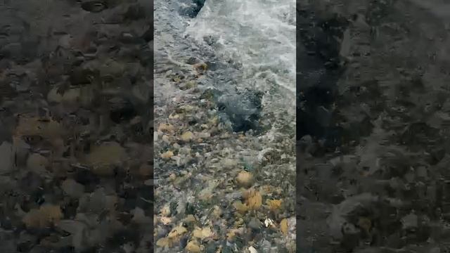 Север-2023. п-ов Рыбачий, р. Скорбеевка