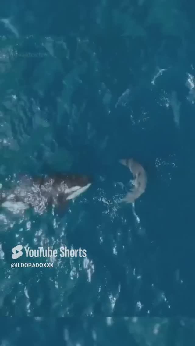 Касатка съедает Большую белую акулу. Уникальные кадры