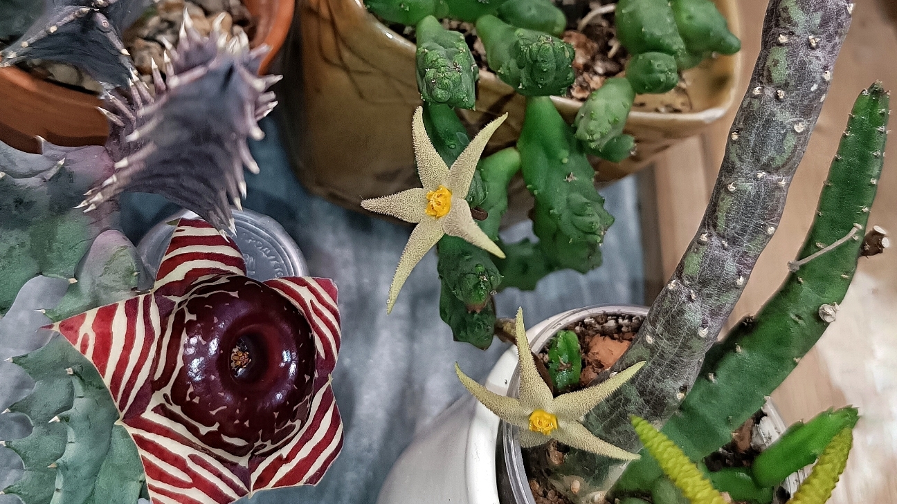 ластовневые