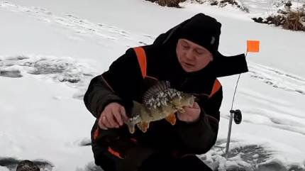Килограммовые окуни не только в Якутии. Рыбалка на реке Ляля на аэролодке Хариус 440