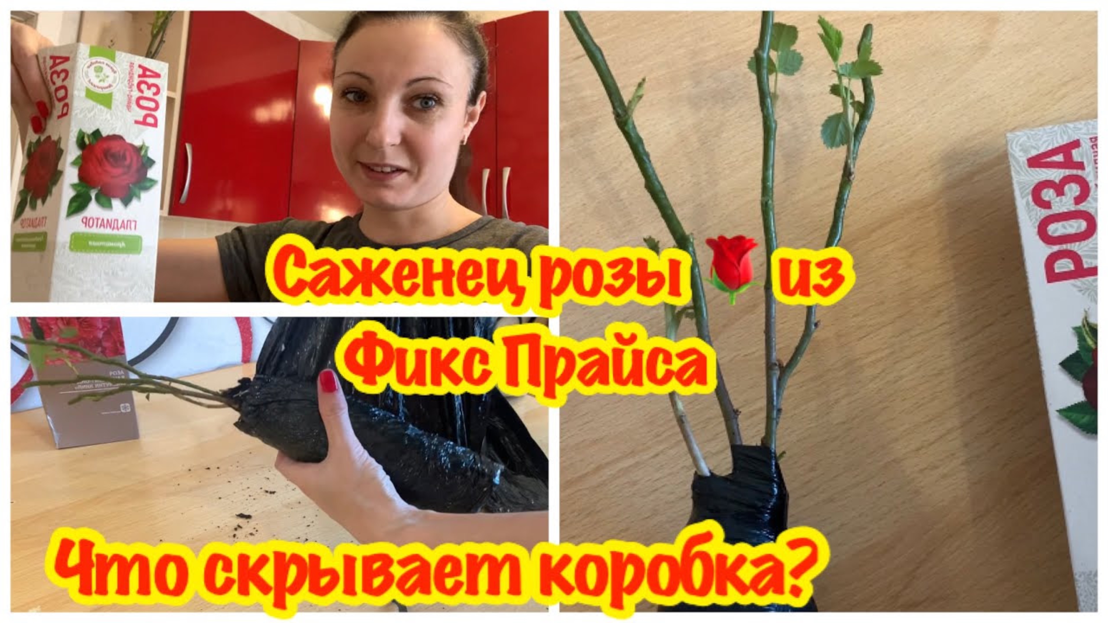 ПОКУПКИ В ФИКС ПРАЙС/КУПИЛА САЖЕНЕЦ РОЗЫ В ФИКС ПРАЙСЕ/ЧТО СКРЫВАЕТ КОРОБКА/ДАЧНЫЙ СЕЗОН 2023