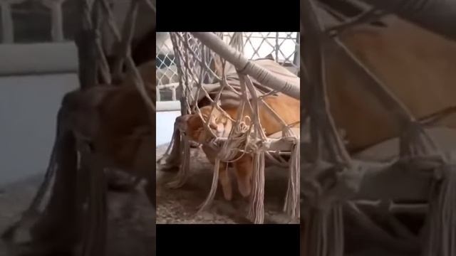 вам поднимут настроение котики
