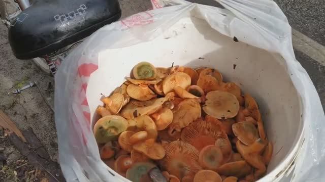 А по-русски РЫЖИК!.mp4