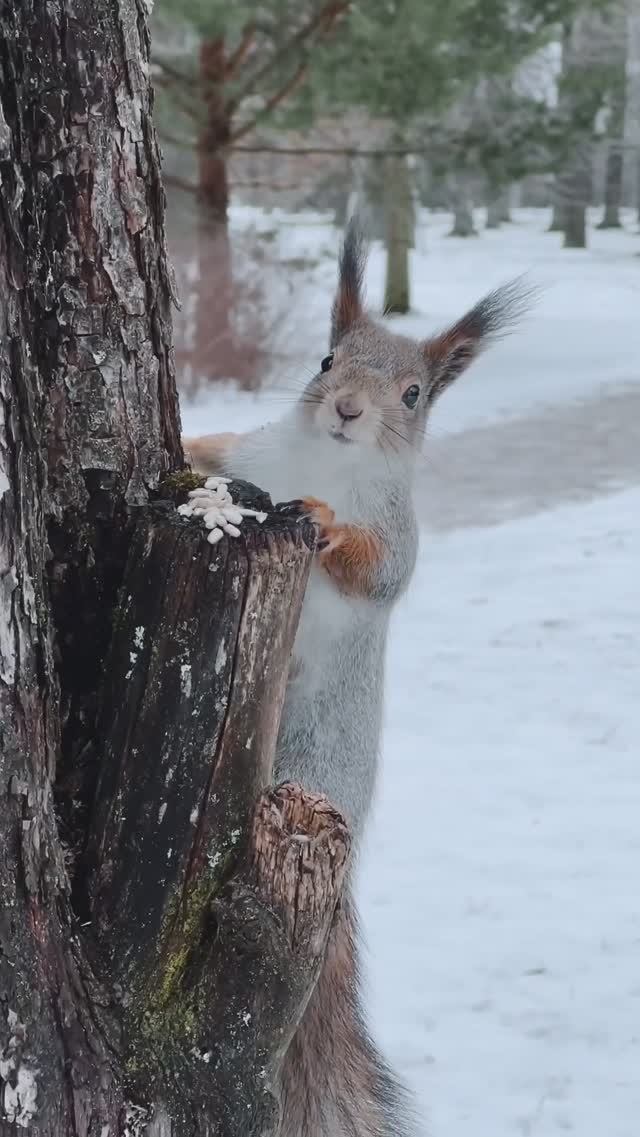 Белки из парка Александрия