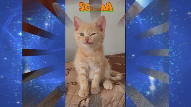 Игрушки для кошек