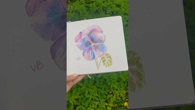 Фиалка, акварельные карандаши
