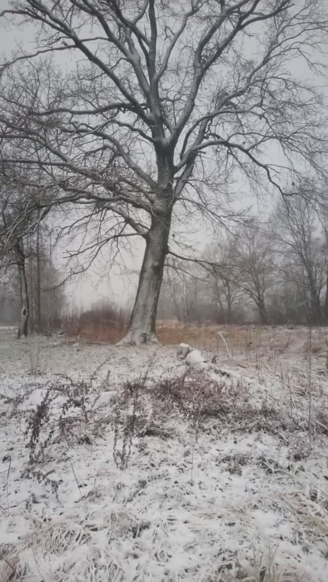 А снег идет.