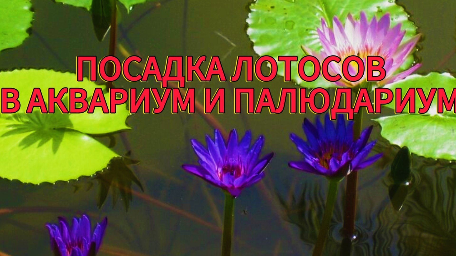 Посадка Лотосов в аквариум и палюдариум