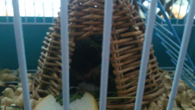 ПОТОМСТВО ДЖУНГАРСКИХ ХОМЯКОВ | маленькие Хомяки | Наши питомцы | Offspring of Dzungarian hamster