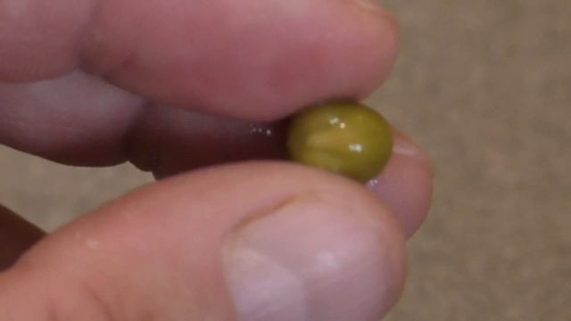 КАК НАСАДИТЬ ГОРОХ НА КРЮЧОК. ПОД РОСТОК - ЭТО ВЧЕРАШНИЙ ДЕНЬ