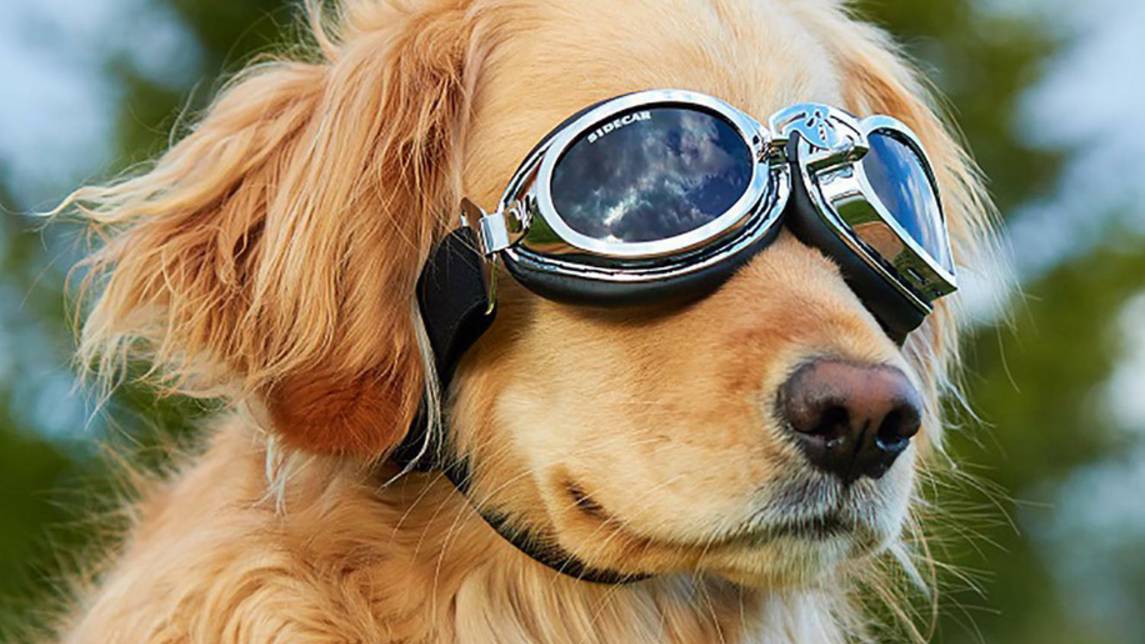 Очки для кошек и собак