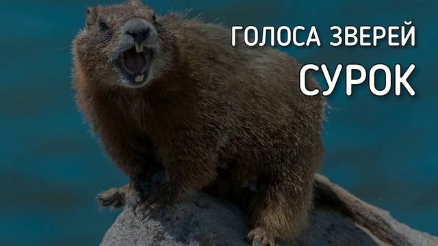 Сурок | Голоса зверей
