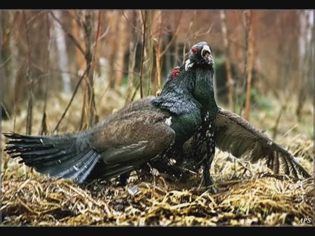 Глухари  - Евич Василий
(Cover) 22.02.2012