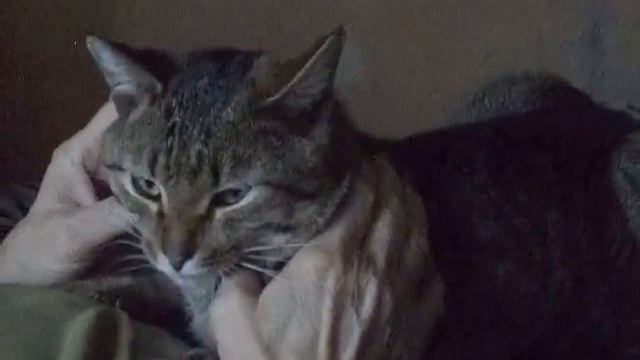 Майские ласки