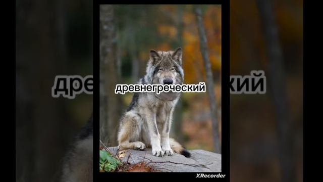 ВЕЛИКИЕ ЦИТАТЫ ВОЛКА ВОЛК ВСЕГДА ПРАВ АУФ ЧАСТЬ 2