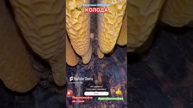 Колода! ПЧЕЛОВОДСТВО! ПАСЕКА! #pereborovobee #зимовка #пасека #пчеловодство #bee #колода
