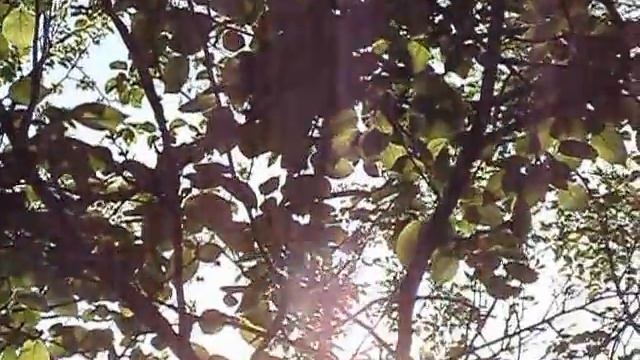 2014 05 14 16 00 12 Утренние звуки